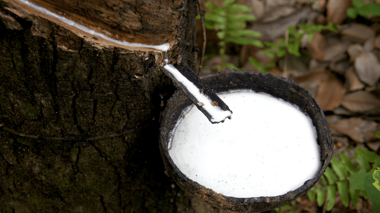 Gastronomadas MX - Chicle, dulce mexicano