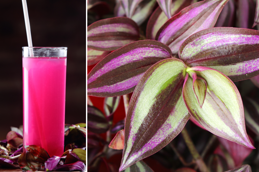 Gastronomadas MX - Matalí, la planta de inesperado uso